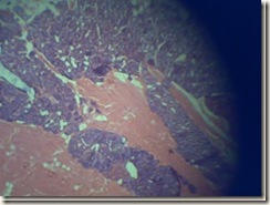Histology Slides Database: histology slide under microscope